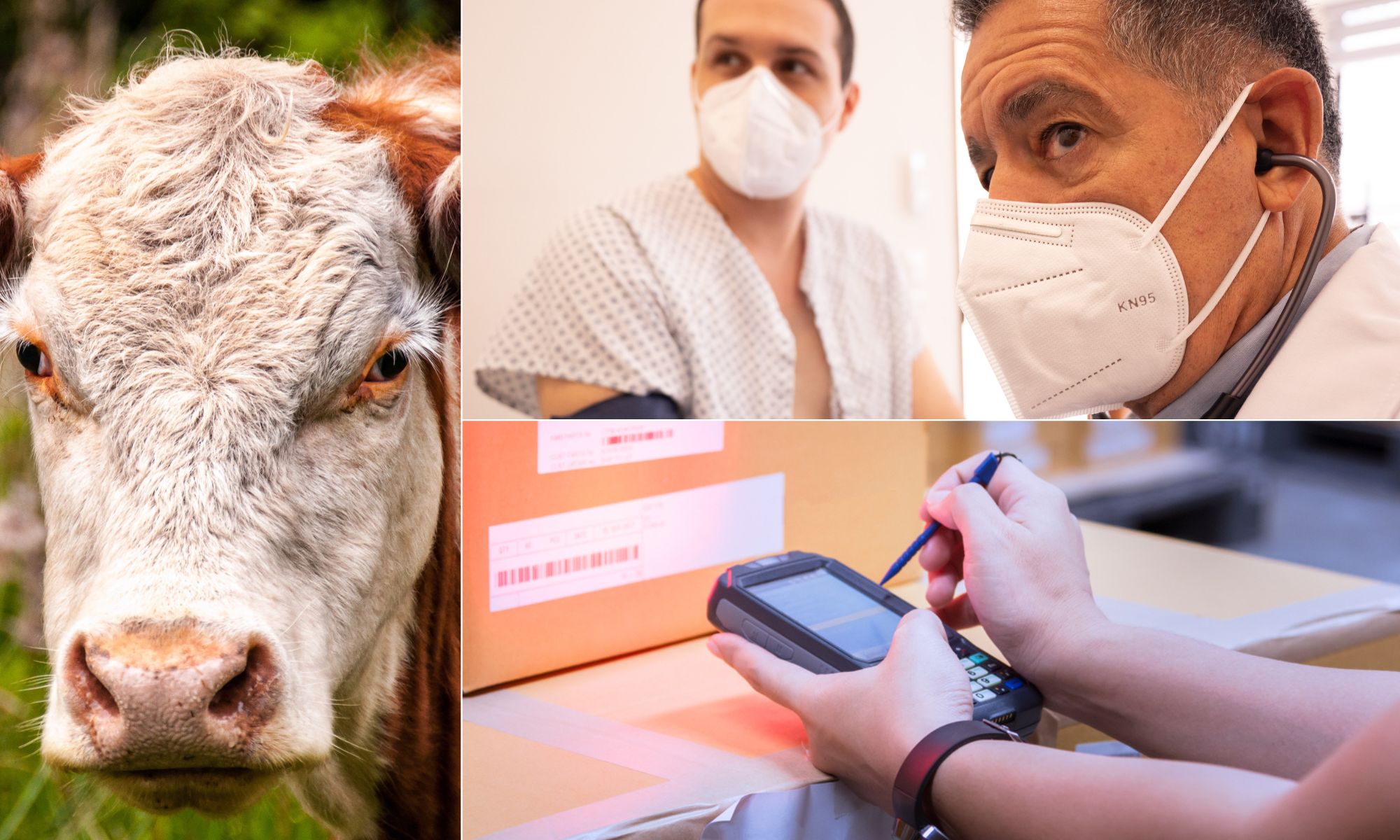 Scientists to scale up production of factory-grade cellulose from cow ...