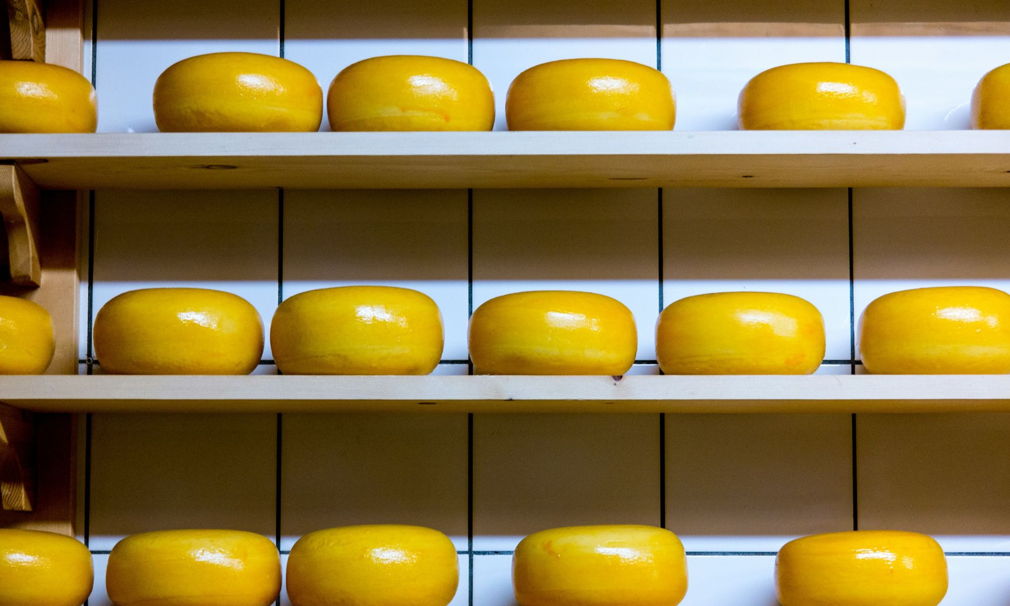 Salt-loving bacteria could give cheese makers the commercial edge ...